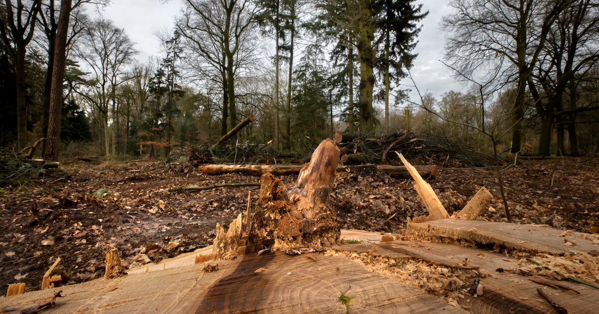 Ecologisch beheer? Het Philips de Jonghpark is een rotzooi | Opinie | ED.nl