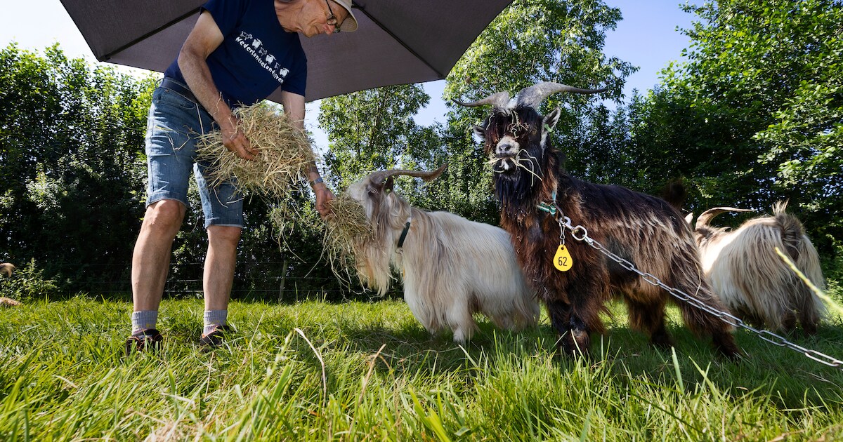 Ruige haren, een forse baard: de landgeit is weer helemaal terug ...