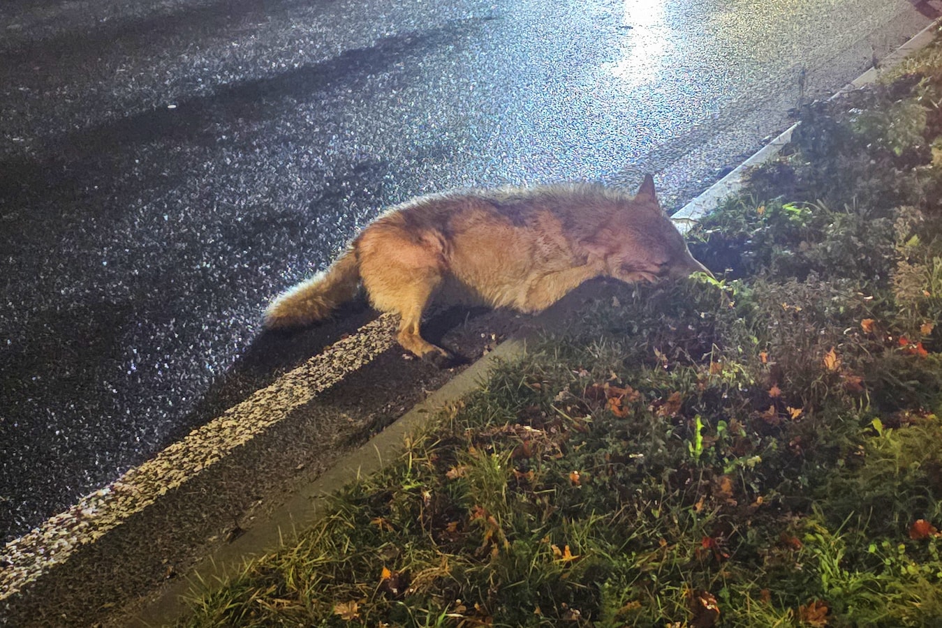 Dit is de grootste vijand van de wolf: ‘Het is doodsoorzaak nummer 1 ...
