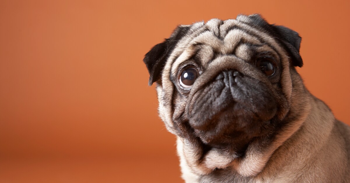 Mopshonden en andere kortsnuitige honden zijn te ver doorgefokt en het ...