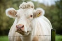 Is de veestapel echt zoveel gekrompen, zoals Caroline van der Plas ...