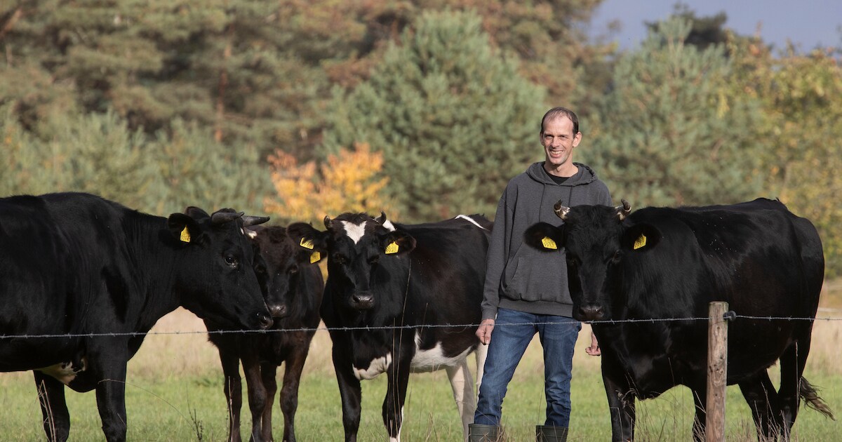 Met extra grond van Staatsbosbeheer kan Budelse melkveehouder nóg ...