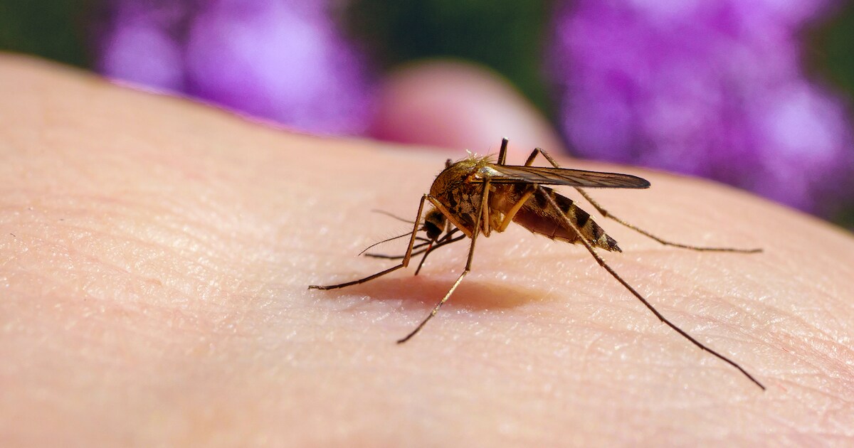 Wat werkt het beste tegen jeukende muggenbult? Experts nemen 10 ...