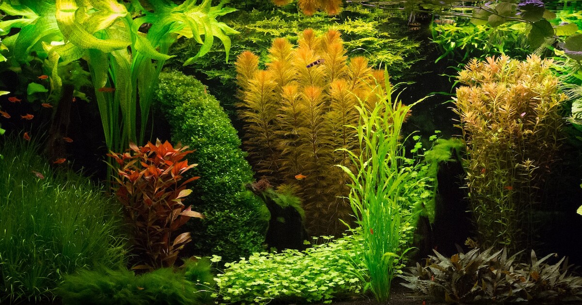 Dode vissen en troebel water? Volg de aquariumcursus in Dommelen ...