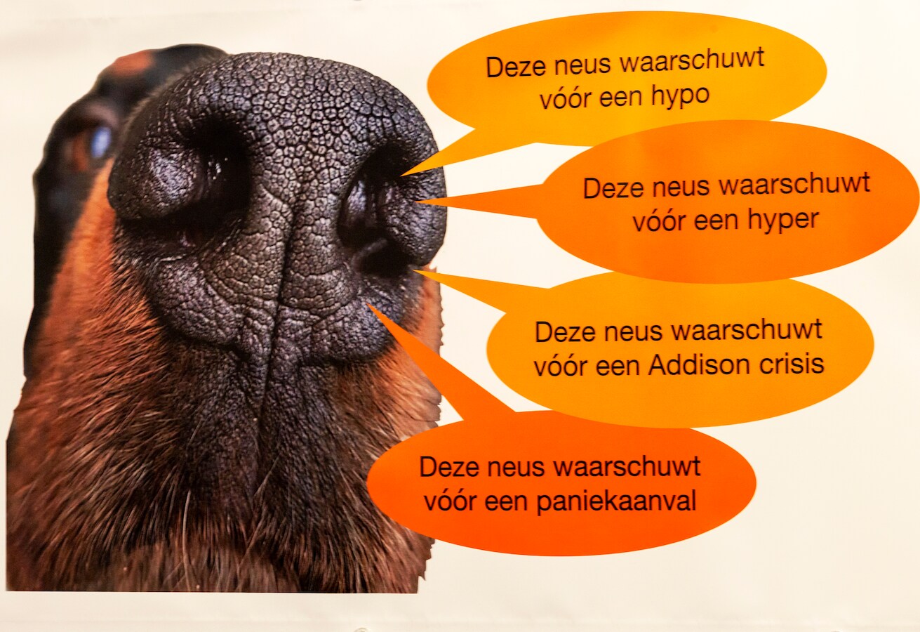 Hoe de hulphond steeds meer ziektes te lijf gaat: ‘Alsof ik er een ...