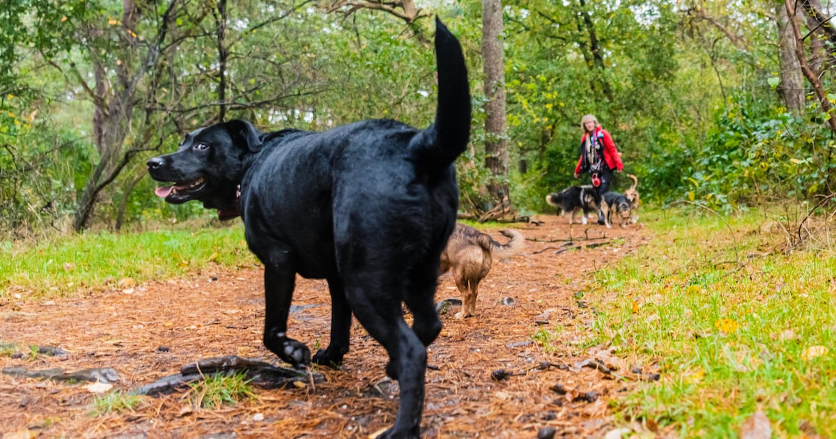 Hoort een hondenuitlaatservice thuis in het bos? Rechter twijfelt over kwestie in Nuenen ...