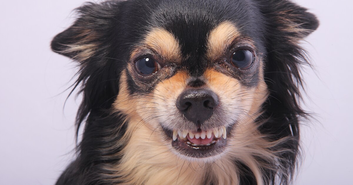 Schoothondje van balkon gegooid in Helmond: ‘Ik heb zelden zoiets ...