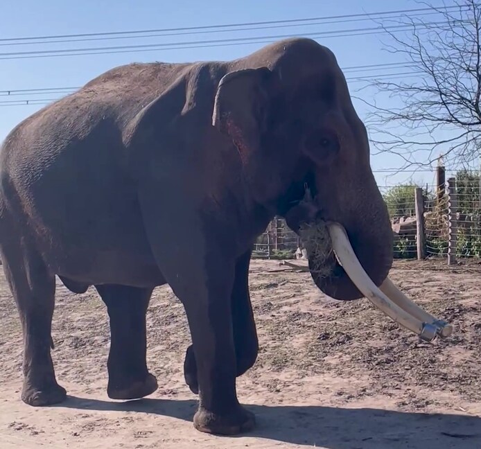 Eindhoven Zoo heeft weer een volwassen olifantenmannetje: Timber uit ...