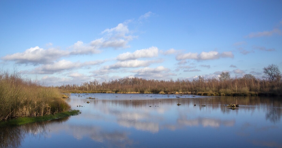 Waterplas in De Groote Peel op de schop | De Peel | ED.nl