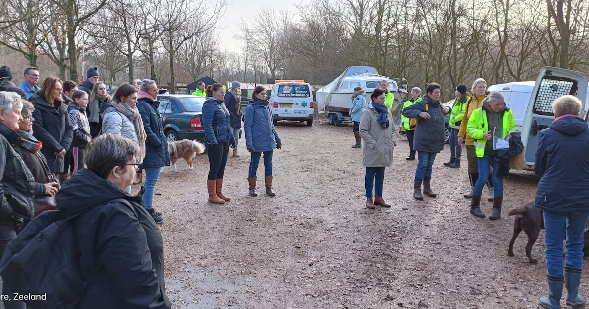 Vermiste Jack Russel Dolly maand na verdwijning dood teruggevonden op eigen terrein | Binnenland ...