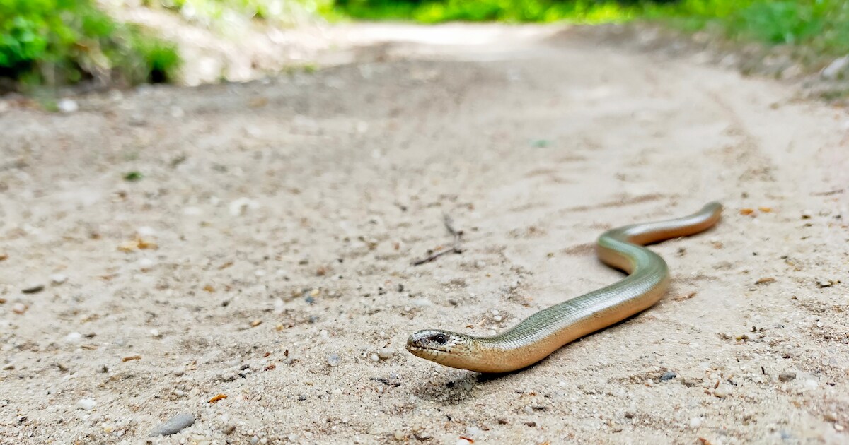 Plots ligt er een chocoladebruine hazelworm in het volle licht | Opinie ...