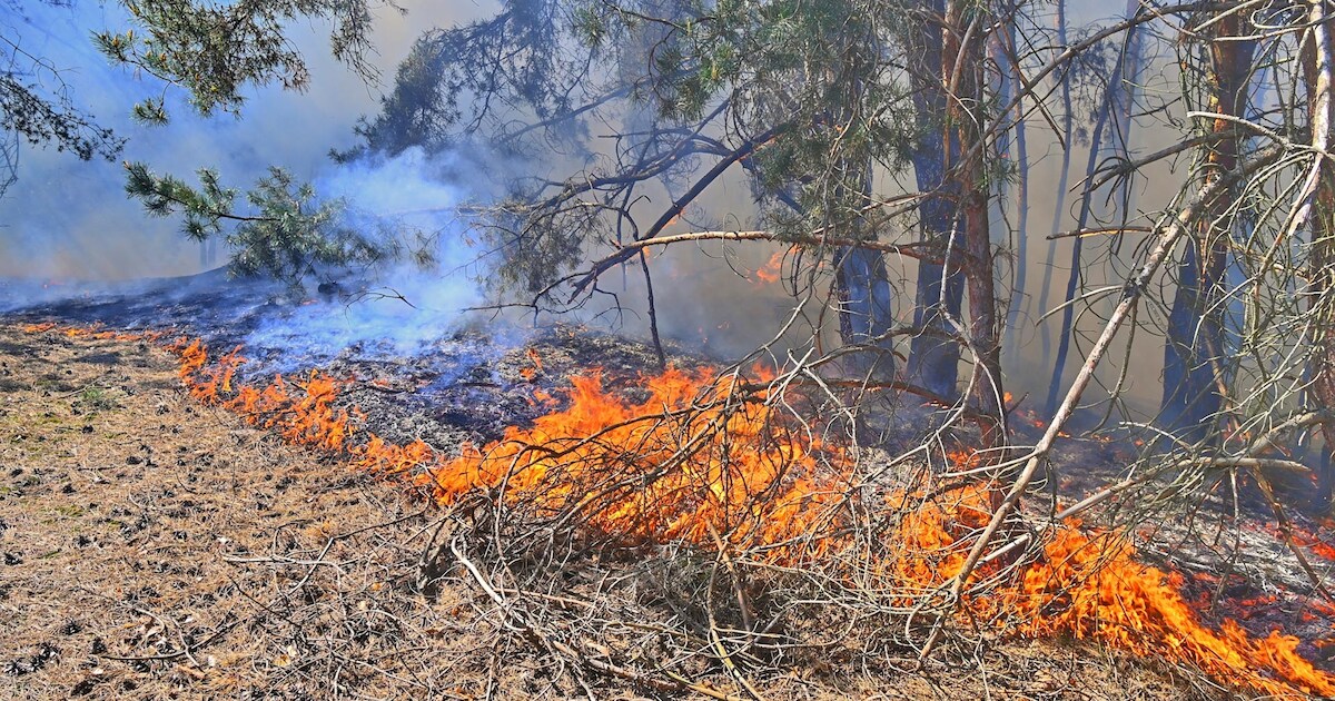 Brand in bossen tussen Budel en Weert weer opgelaaid | Regio | ED.nl