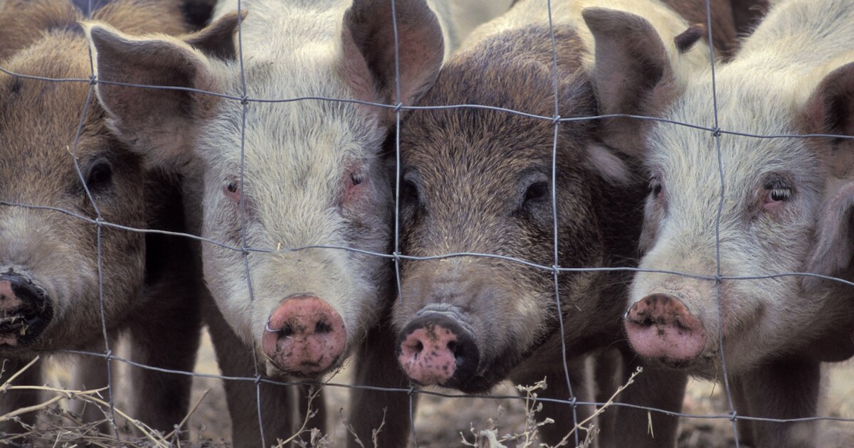 Verplaatsing varkens mag van Raad van State: ‘Levert flinke milieuwinst ...