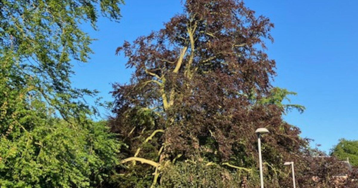 Een van de mooiste bomen van Nederland geknakt door noodweer, Oirschot ...