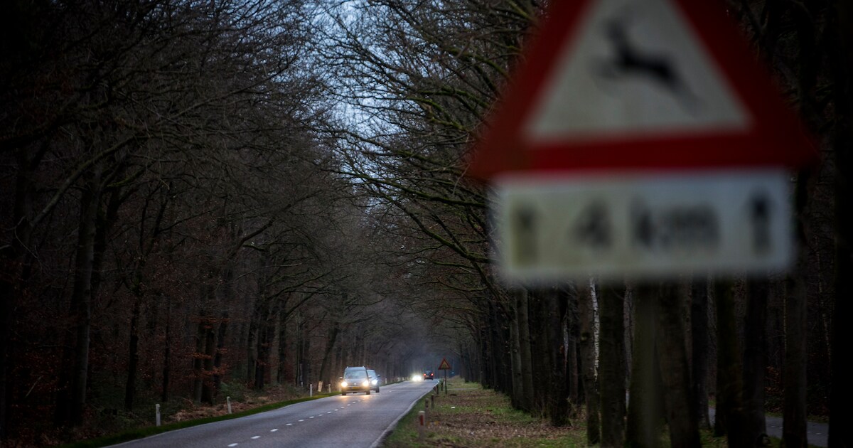 Somerenseweg is dodenweg voor dieren: Derde das die sneuvelt op weg ...