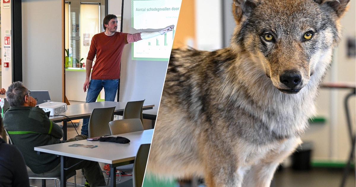 Vlak over de grens woont wolf Emma, dit kunnen wij leren van de Belgen als het gaat om wolven ...