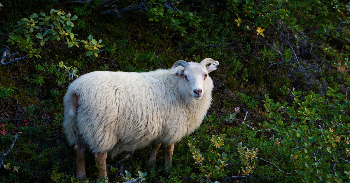 Loslopend schaap bij spoor Helmond Brandevoort: ‘Schaap vriendelijk ...