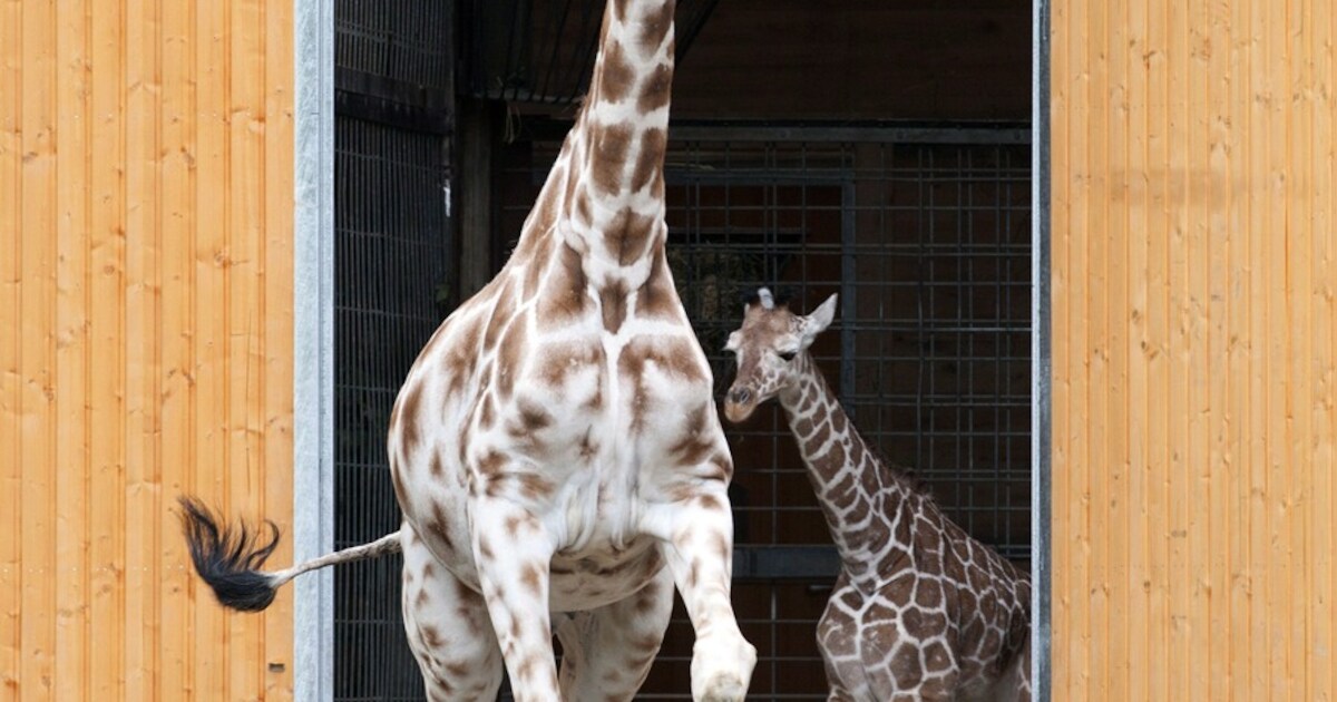 Opgezette giraffe op transport | Nieuws | ed.nl