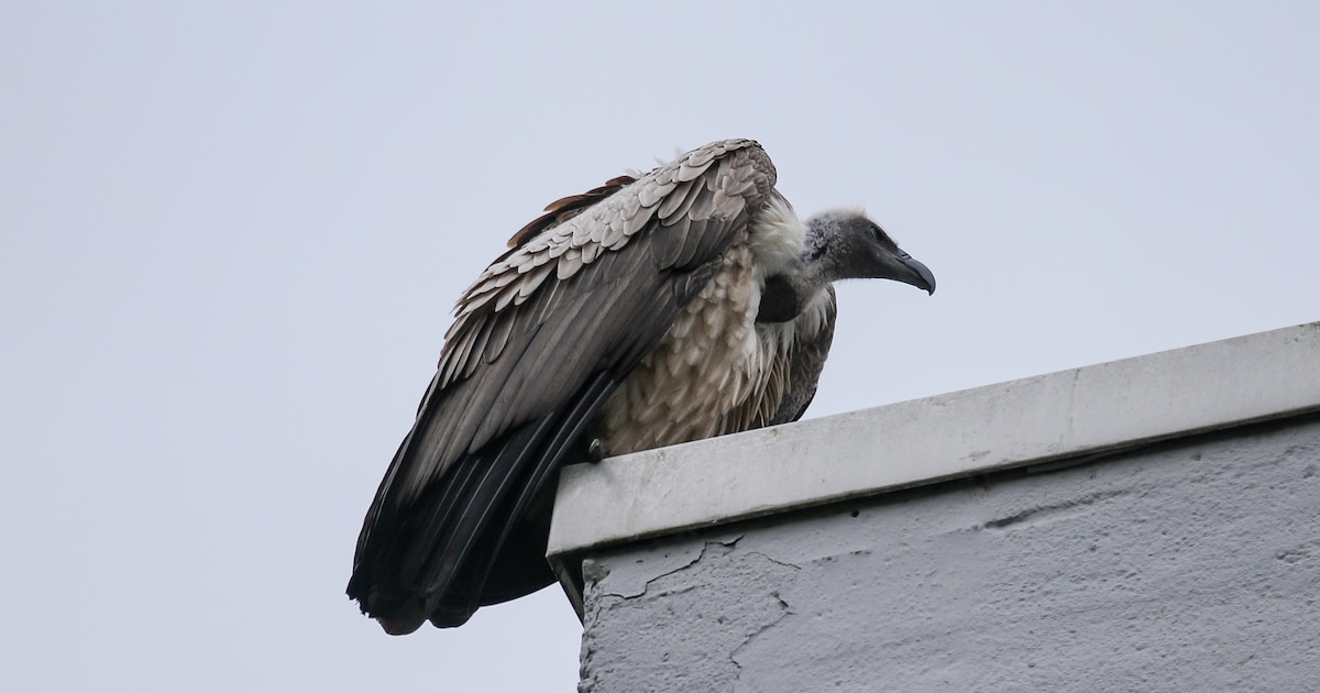 Gier ontsnapt uit Blijdorp en landt op dak van woning | Binnenland | ED.nl