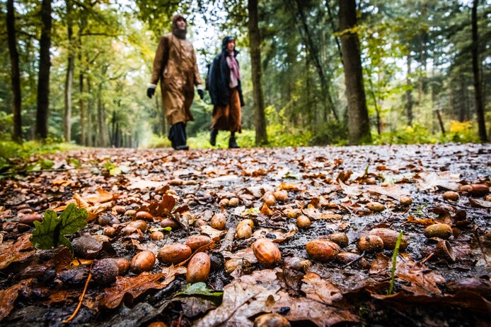Het wemelt van de eikels en beukennootjes, krijgen we nu ook een koude ...