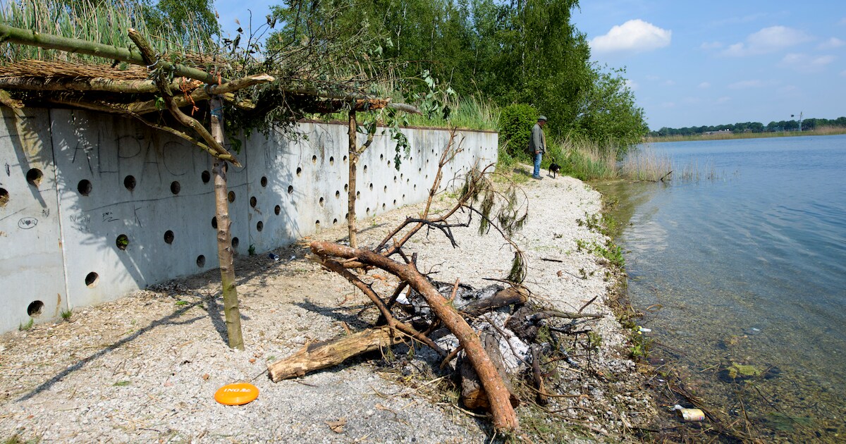 Goed nieuws voor oeverzwaluwen bij Berkendonk in Helmond: ze krijgen ...