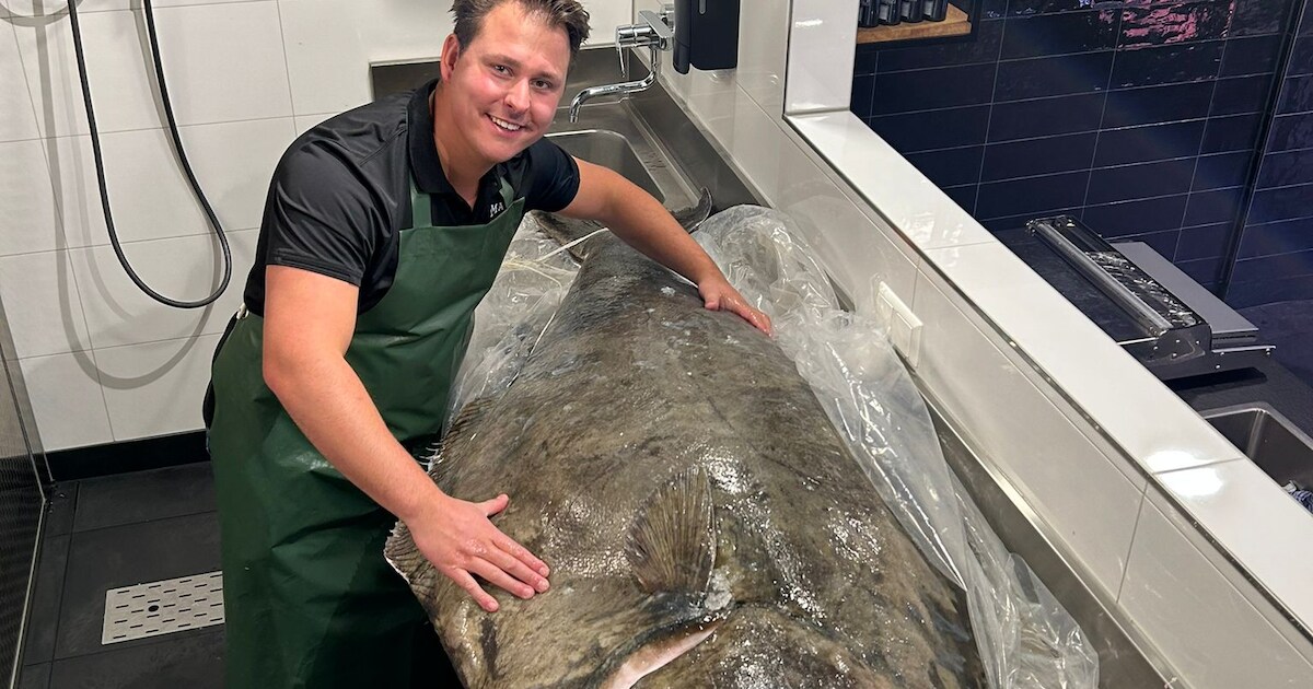 Deze joekel van een heilbot ligt bij Bob in Goirle in de vitrine: 124 ...