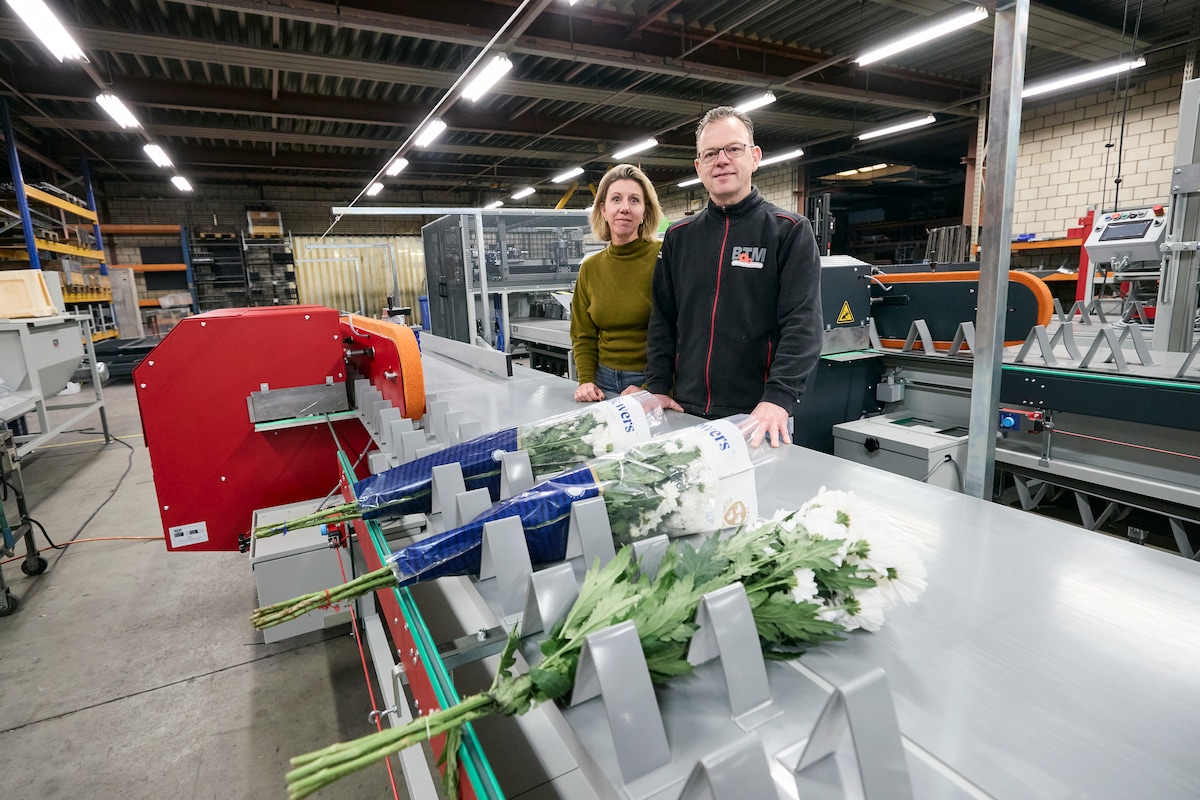 Snijbloemen gaan de wereld over dankzij systemen uit Bergeijk: ‘Zo ...
