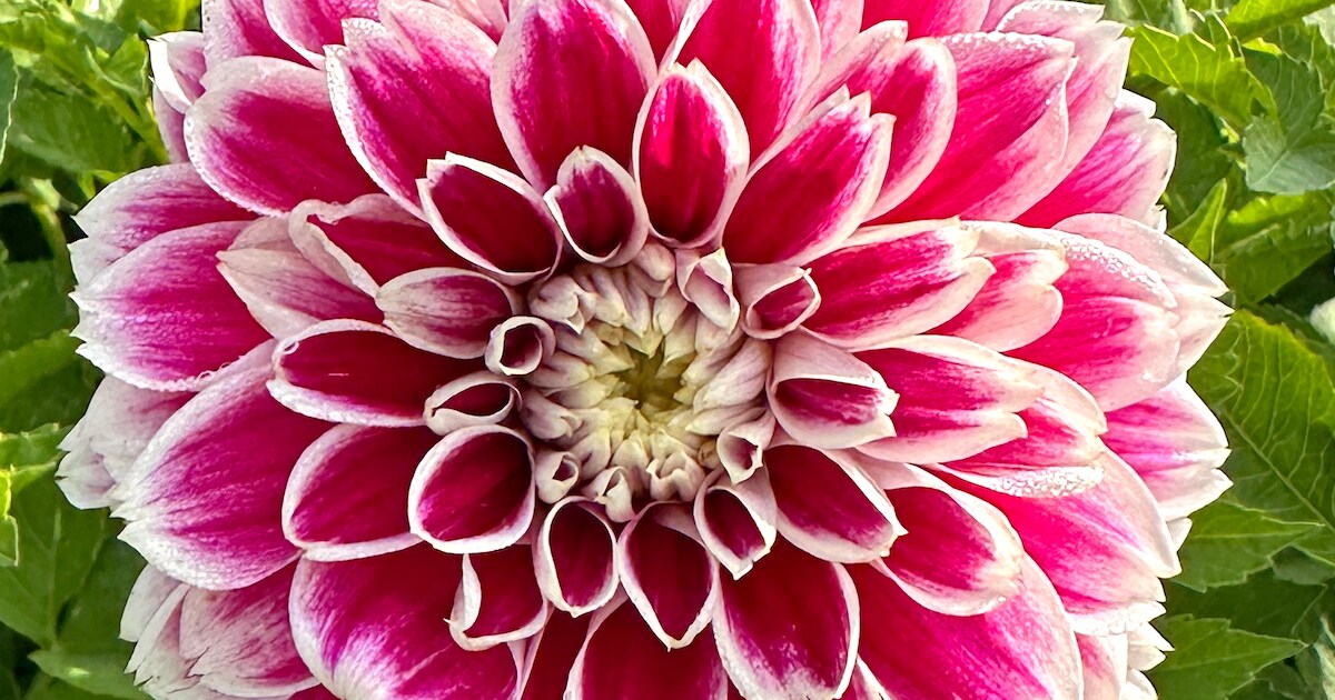 Dahlia’s en kantcreaties bij Groen en Keurig in Oerle | Veldhoven | ED.nl