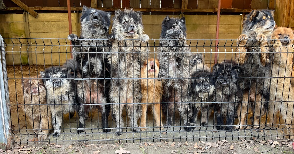 24 verwaarloosde honden gevonden in maisveld en auto in België ...