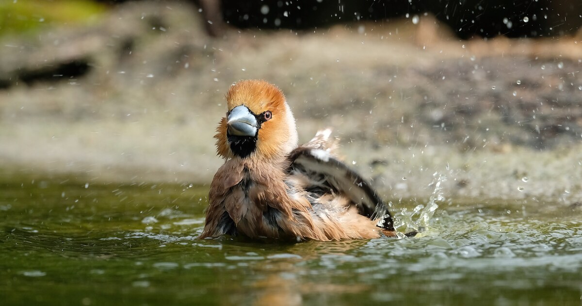 Het gaat iets beter met wilde dieren in Nederland, gemeten vanaf 1990 ...