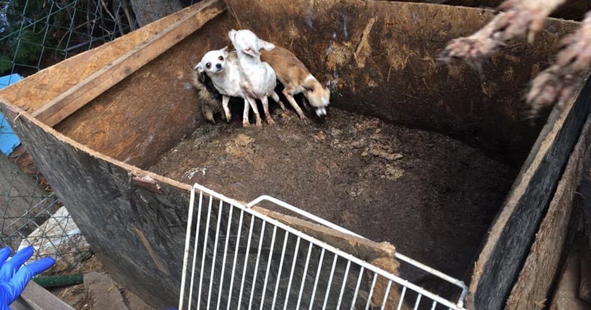 Explosieve groei van verdachte puppyverkoop in Veldhoven: ‘Brabant is ...