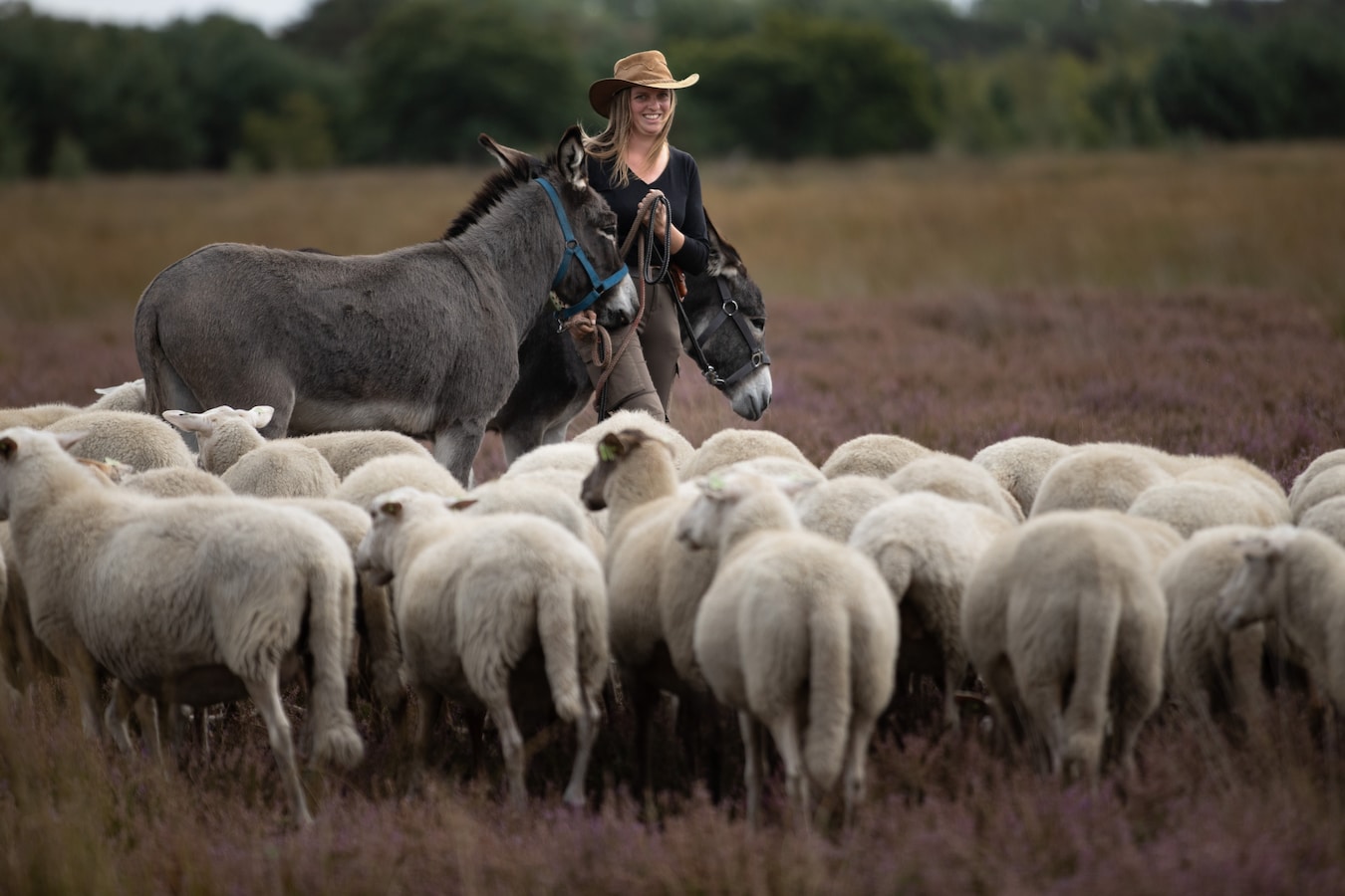 Vera voelt zich helemaal thuis tussen haar 250 schapen: ‘Als er eentje ...