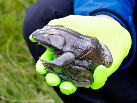 Feared bullfrog found in Valkenswaard: even herons leave it untouched ...