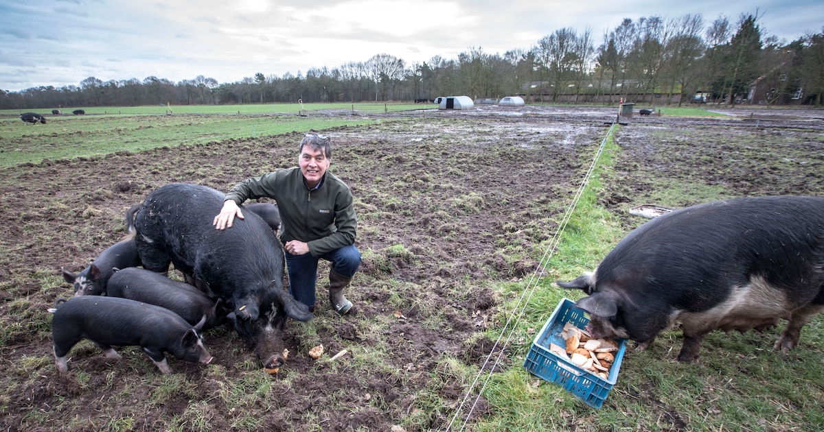'Varkensfluisteraar' Kees Scheepens uit Oirschot: een dier moet lol ...