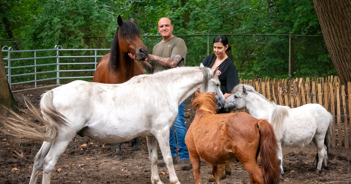 Eindhovense daklozen krijgen met behulp van paarden coaching bij BioArt ...
