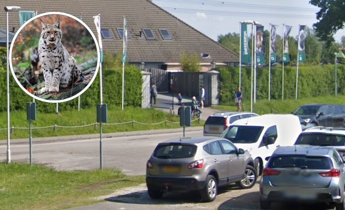 Lynx ontsnapt uit Eindhoven Zoo: ‘Het is nog maar een jonkie’ | Geldrop ...