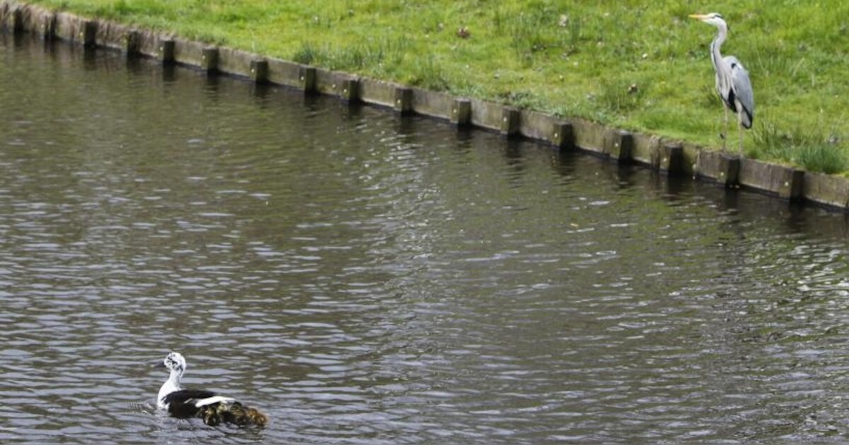 Jonge eendjes opgegeten door reigers | Helmond | ed.nl