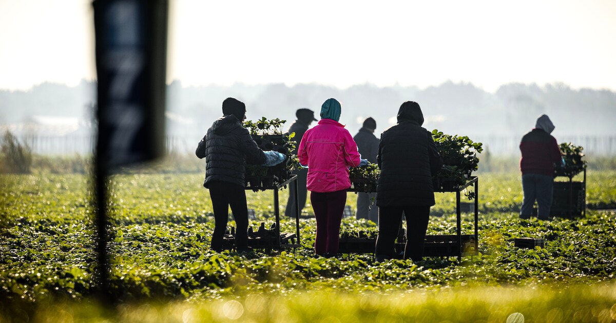 Advies aan kabinet: vergrijzing oplossen met arbeiders uit Indonesië en ...