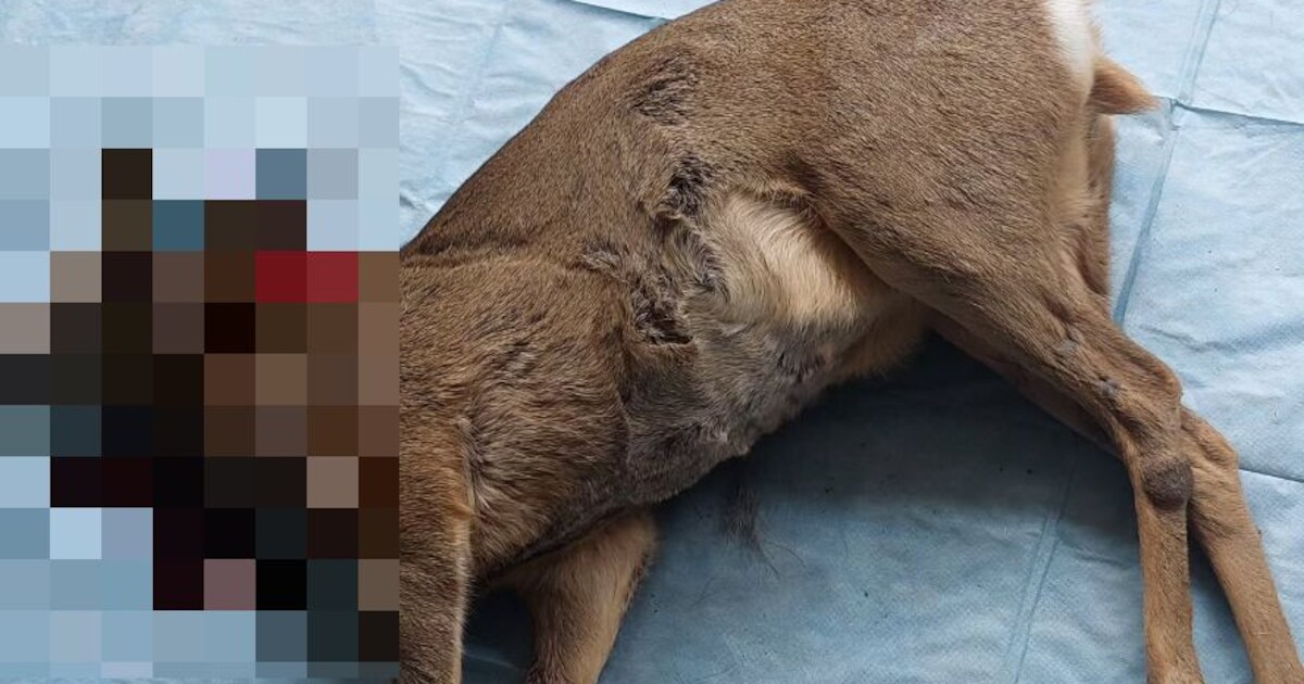 Stroper (41) betrapt in Waalre, vlucht met dode ree op quad | 112 ...