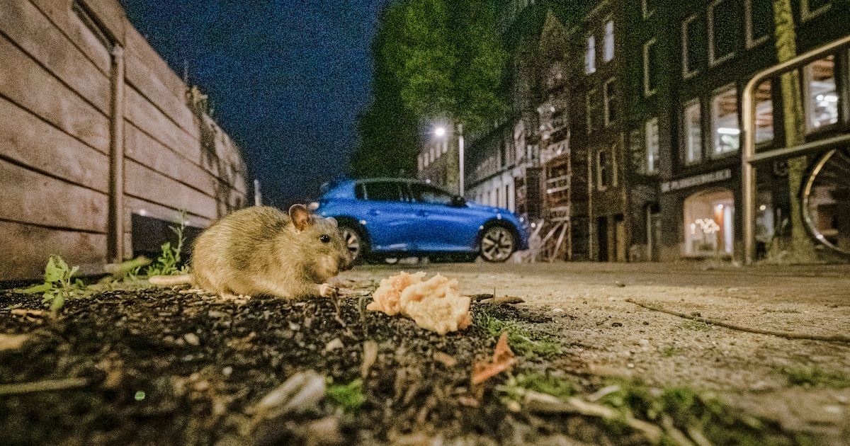 Dierenpolitie onderzoekt raadsel dode ratten bij muurschildering ...