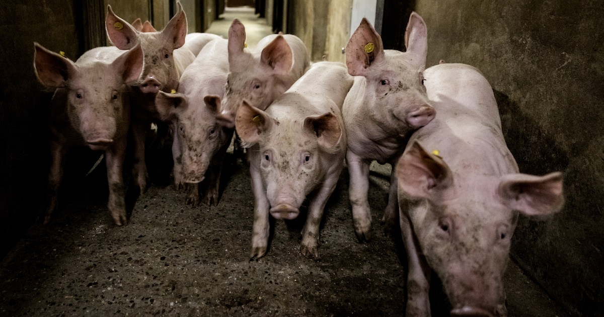 Einde debat over Gemertse varkens nog lang niet in zicht | Regio | ED.nl
