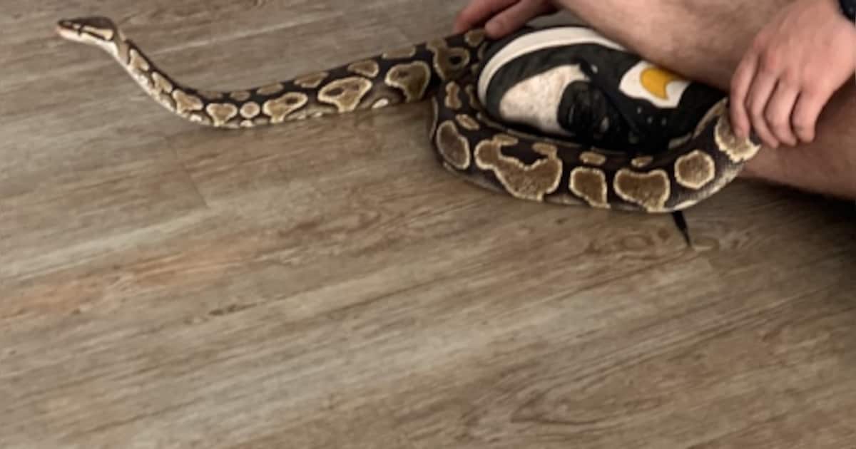 Koningspython ontsnapt uit woning Elsendorp: ‘We waren twee uur niet ...