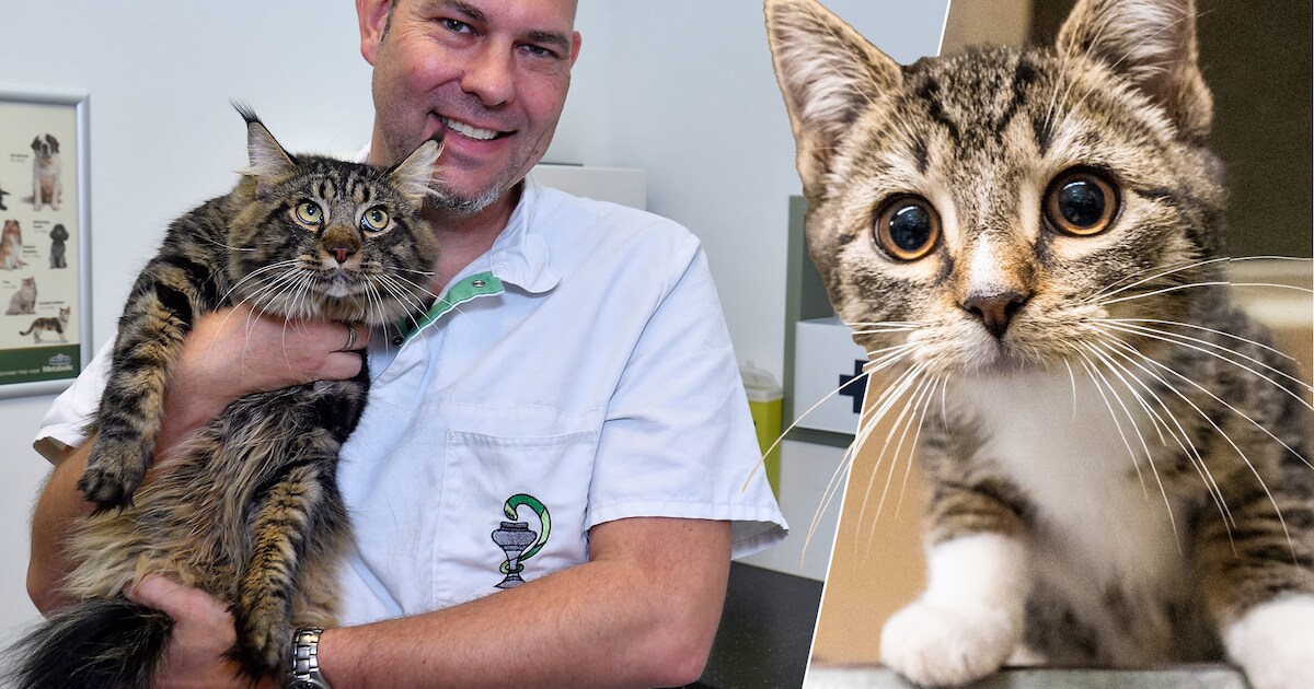 Gratis castratie of sterilisatie voor kattenliefhebbers met een kleine ...