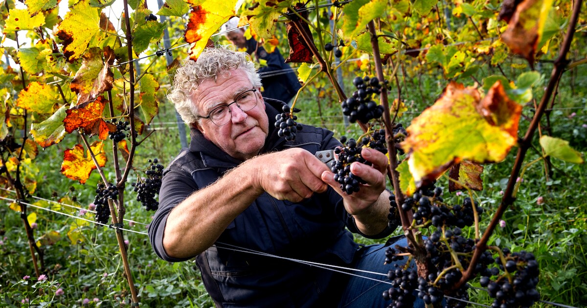 Wijngoed Zurrick viert primeur: eerste blauwe druiven geoogst ondanks ...