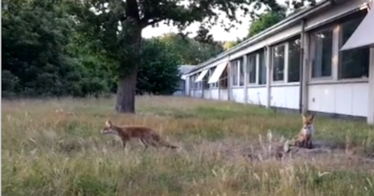 Twee vossen gespot op terrein TU/e | Eindhoven | ED.nl