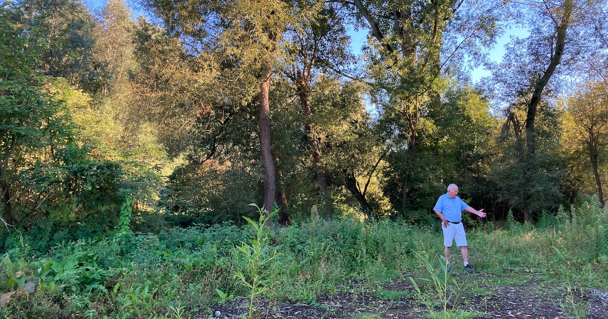 Stuk ongerepte natuur op woonpark verwoest om één boom weg te halen ...