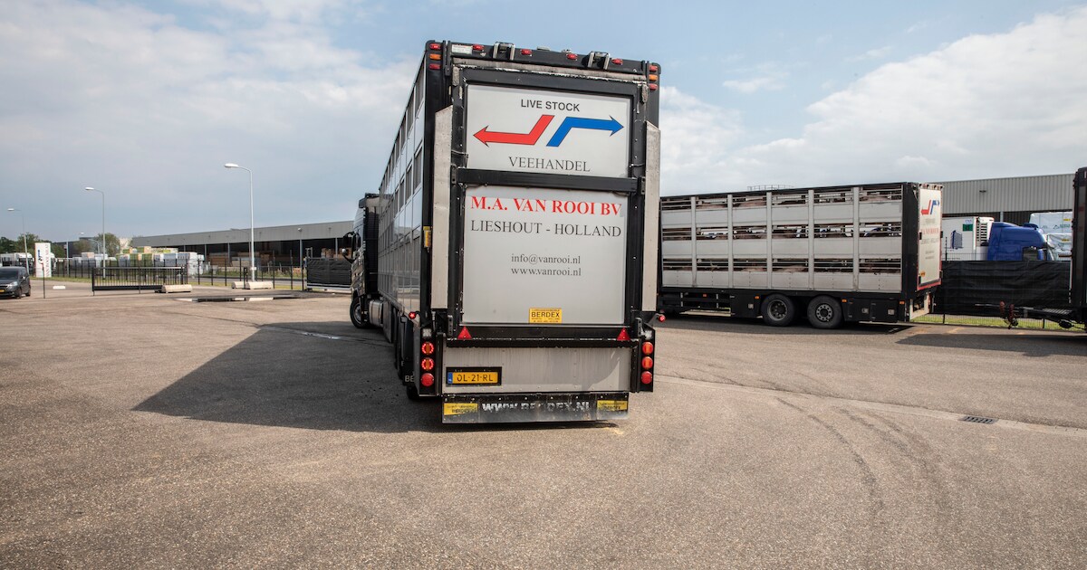 Dierenartsen bij Van Rooi Meat in Helmond getest op coronavirus ...