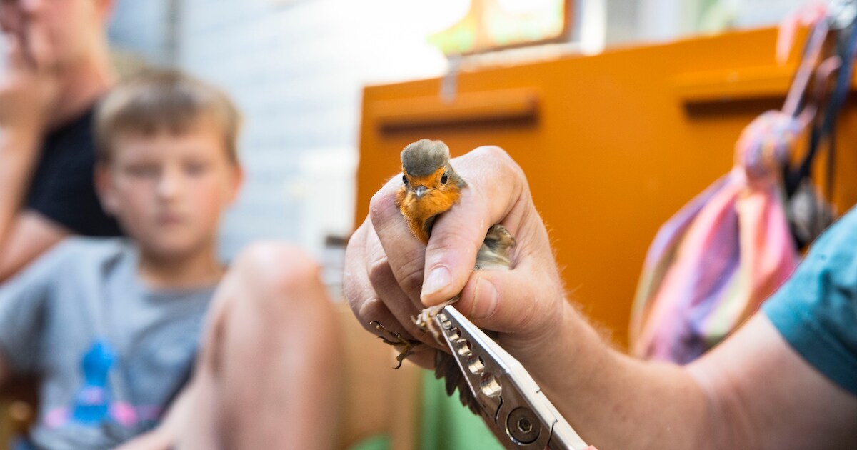 Meekijken met vogels ringen bij IVN Asten-Someren – ook de koolmees is ...