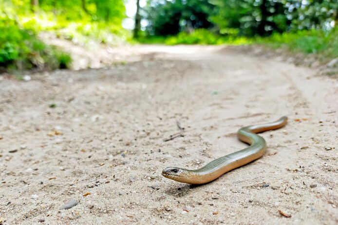 Plots ligt er een chocoladebruine hazelworm in het volle licht | Opinie ...