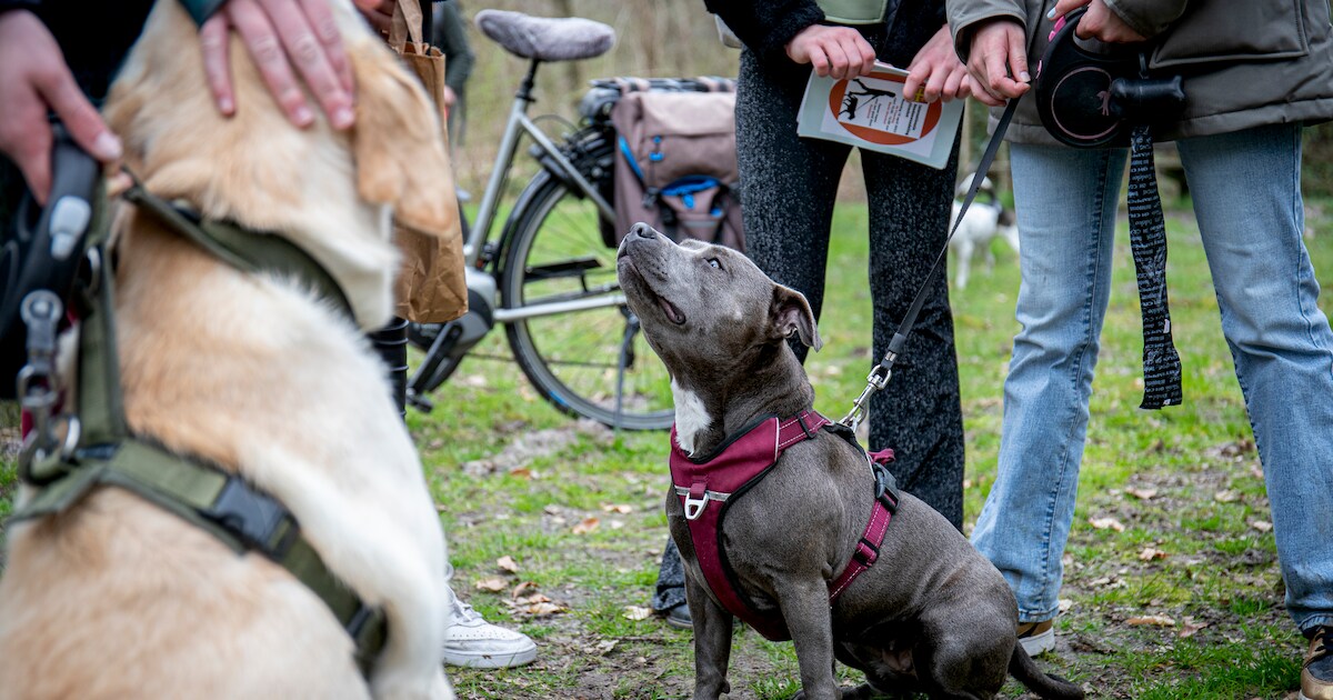 Honden moeten aan randen Eindhoven vaker aan de lijn | Eindhoven | ED.nl